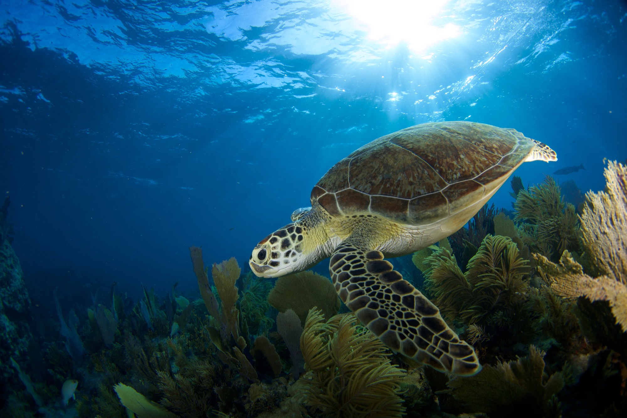 Black Sea Turtle (Pacific Green) | Koru Honu